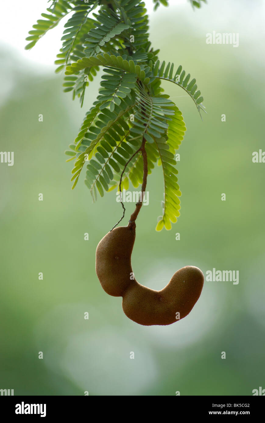 Tamarind fruit tree tamarindus indica hi-res stock photography and images - Alamy
