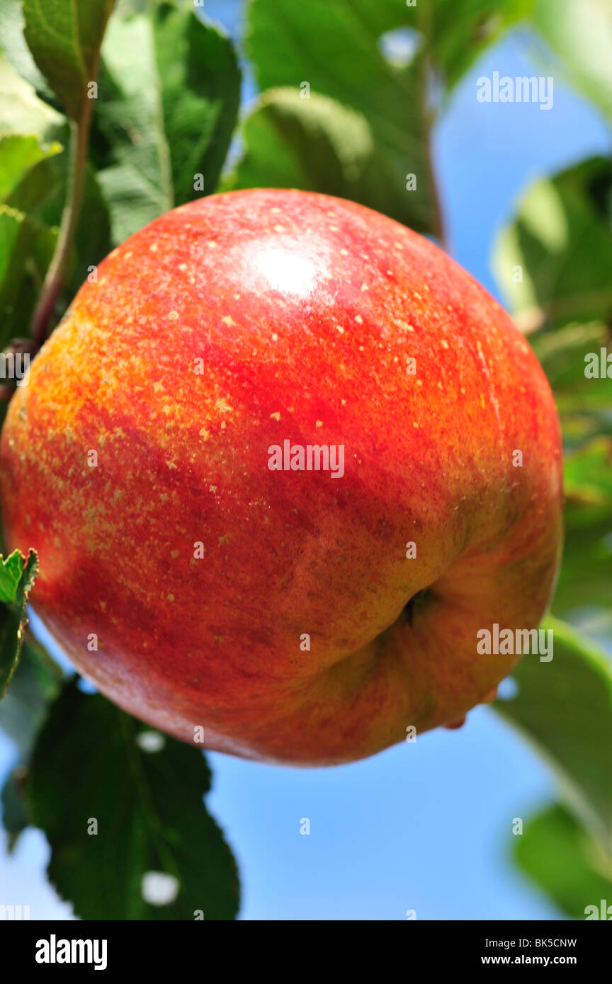 Rosy Red Apple on tree Stock Photo - Alamy
