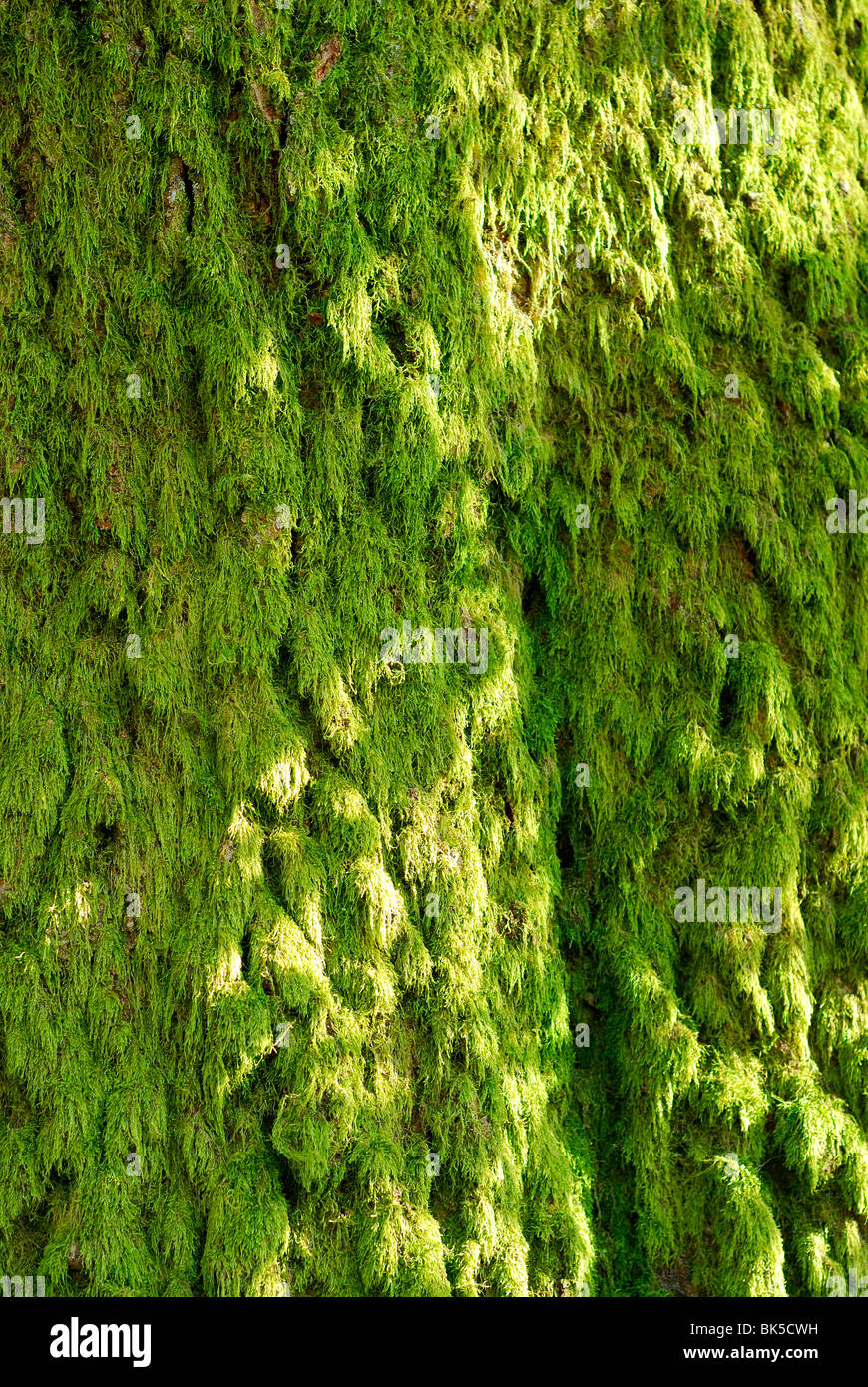 Moss covered tree trunk Stock Photo - Alamy