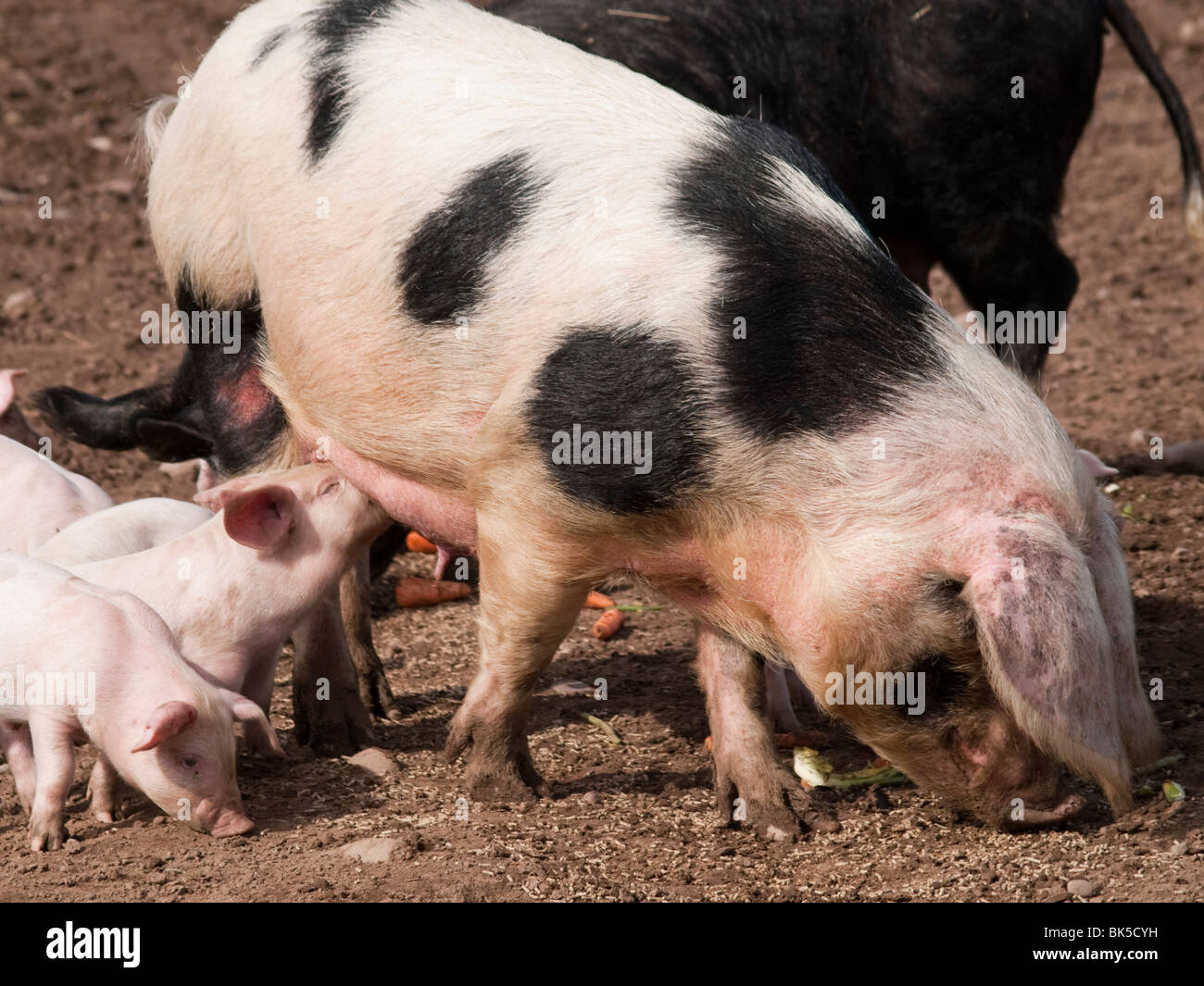 Gloucester Old Spot Pigs feeding at the White Post Farm Centre in ...