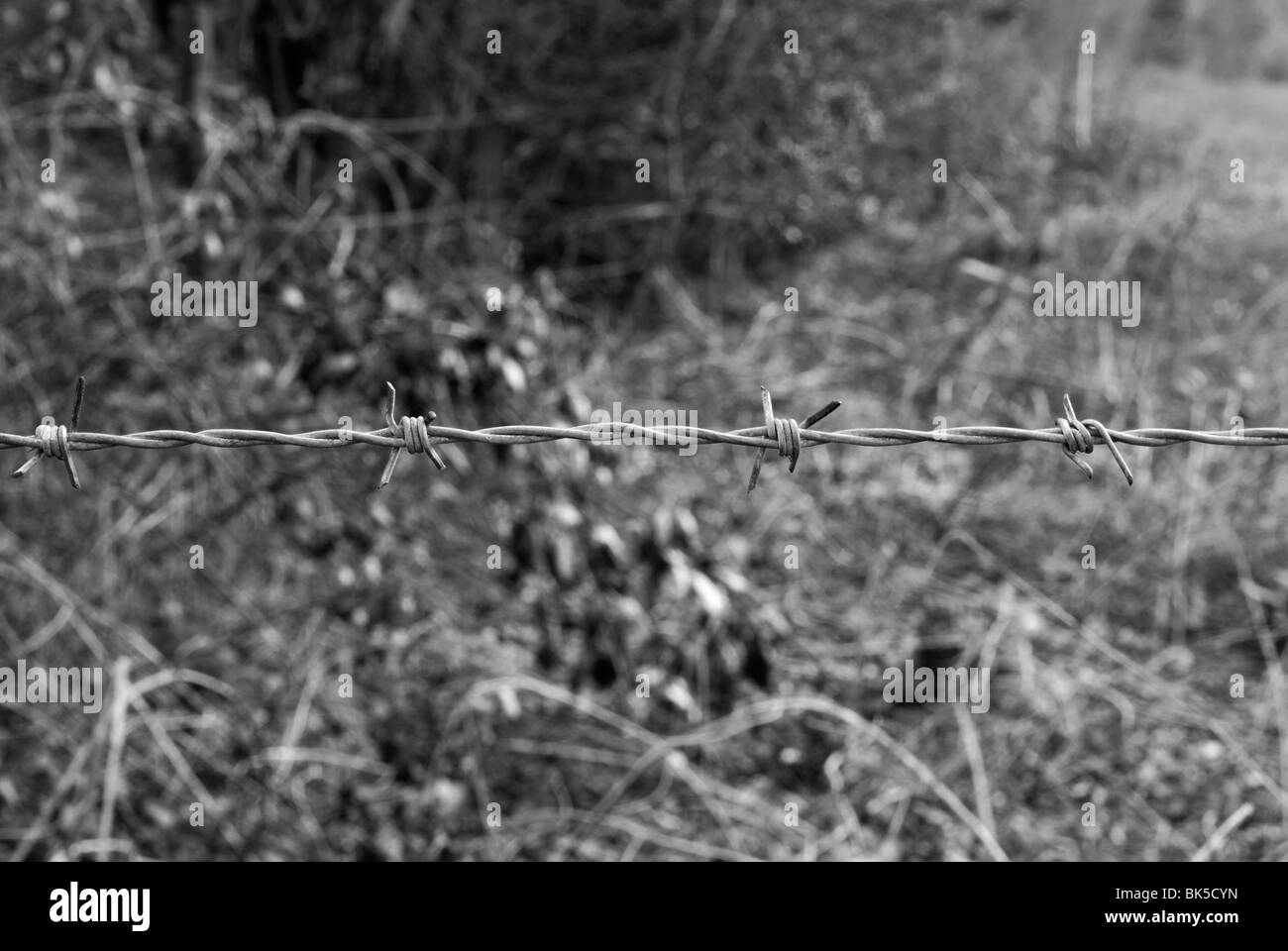 Barb Wire fence Stock Photo - Alamy