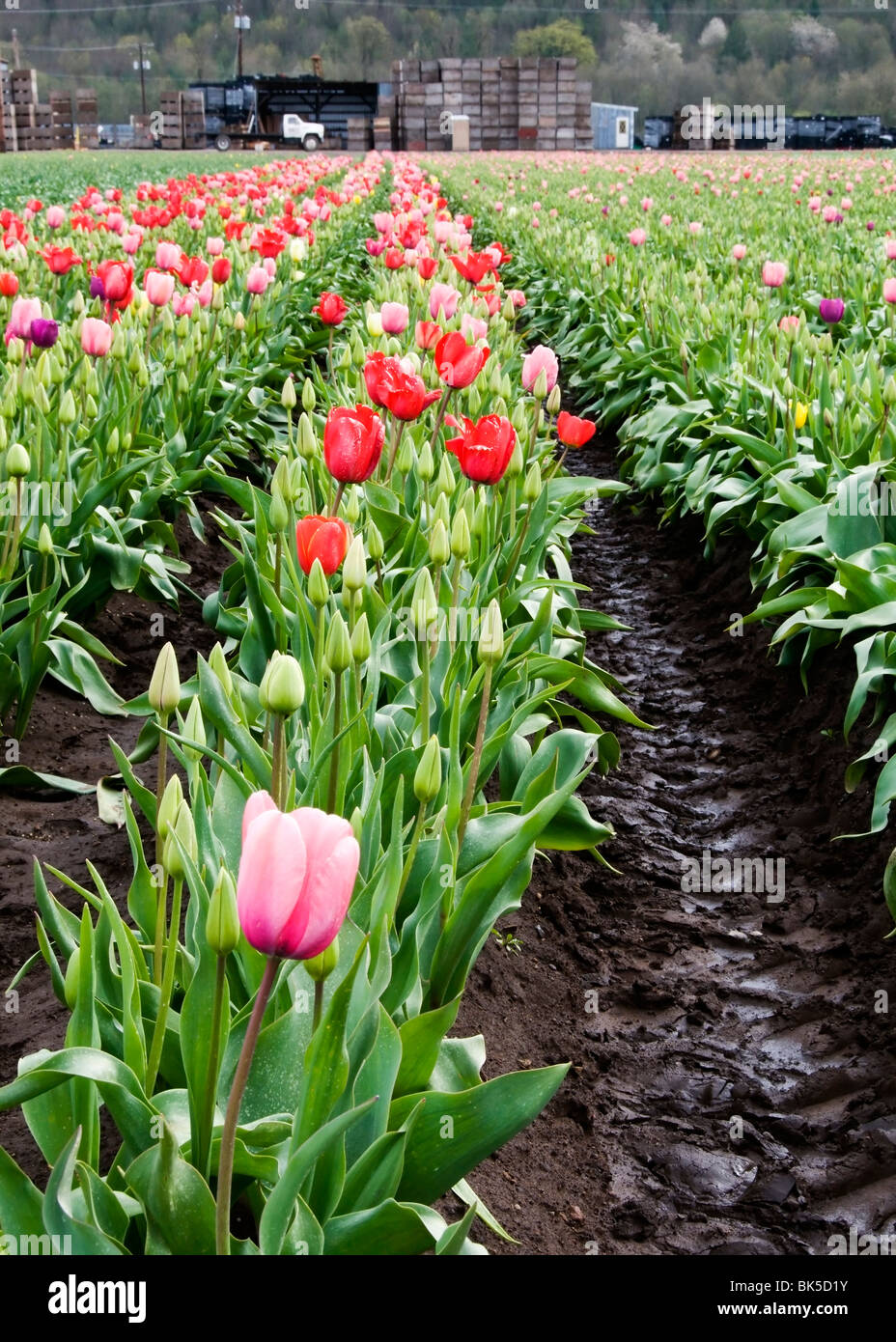 Degoede bulb farm hi-res stock photography and images - Alamy