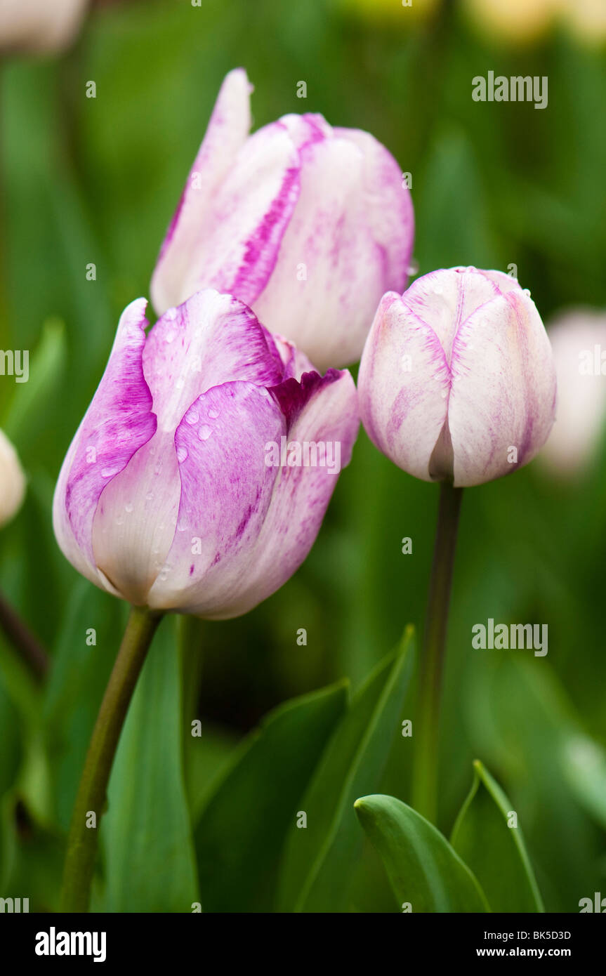 Tulip 'Shirley' at The Eden Project in Cornwall Stock Photo - Alamy