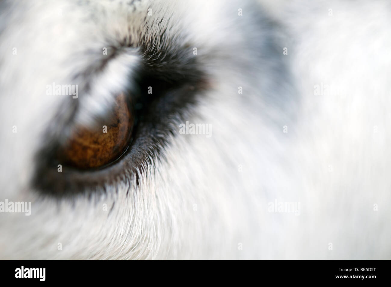 A close up of a Siberian Husky dog's eye and eye lashes Stock Photo - Alamy