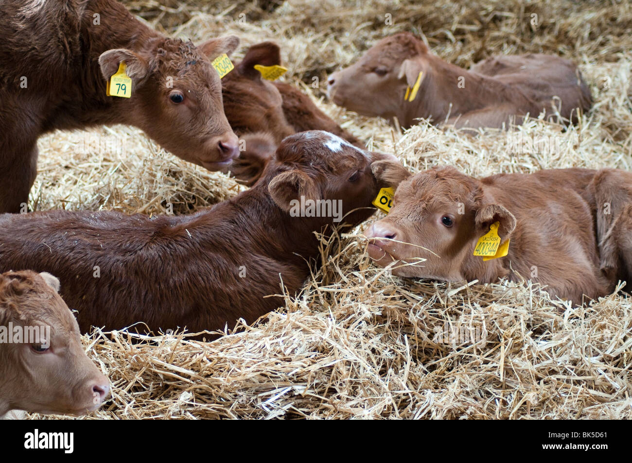 cows and calves in the barn at Markenfield Farm Stock Photo - Alamy