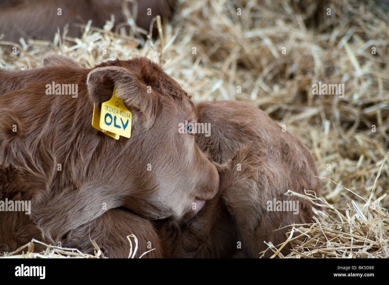 cows and calves in the barn at Markenfield Farm Stock Photo - Alamy