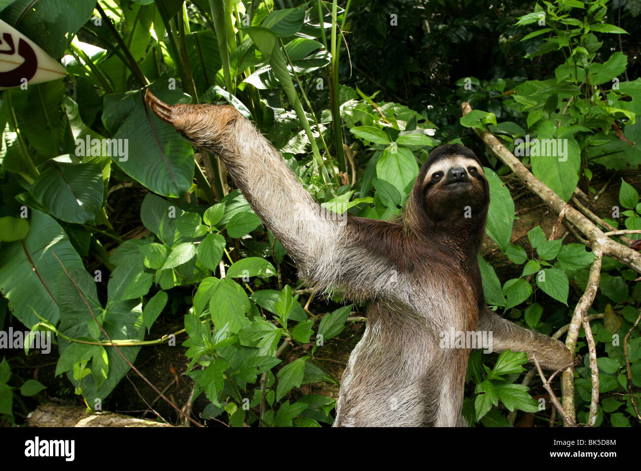 Three-Toed Sloth (Bradypus tridactylus) hanging on a tree, Manzanillo ...