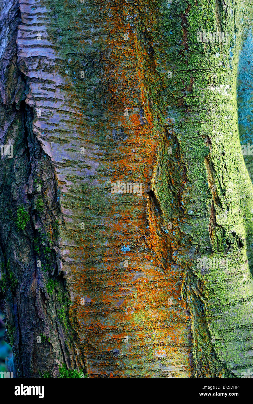 Colorful tree Bark Stock Photo - Alamy