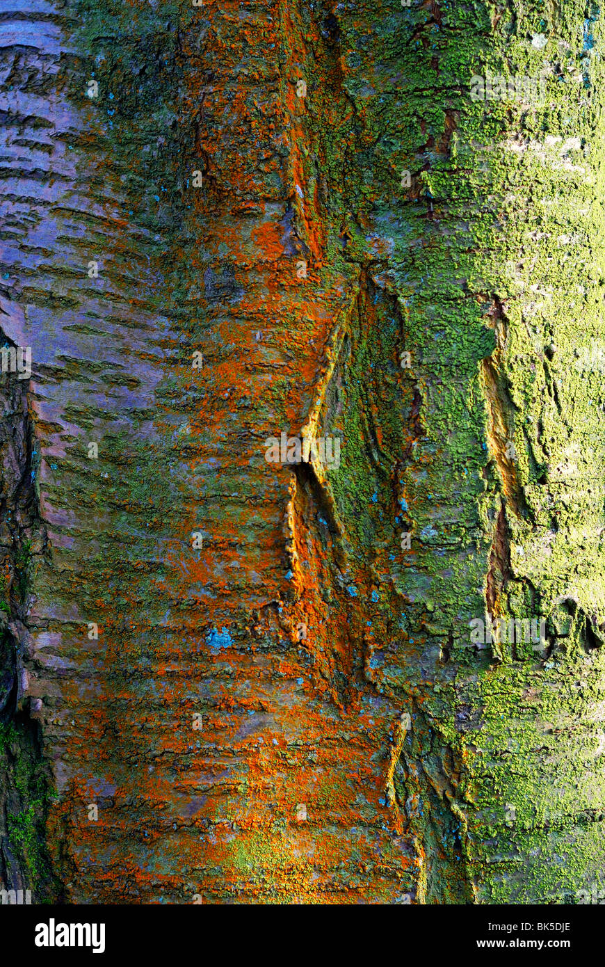 Algae stain hi-res stock photography and images - Alamy