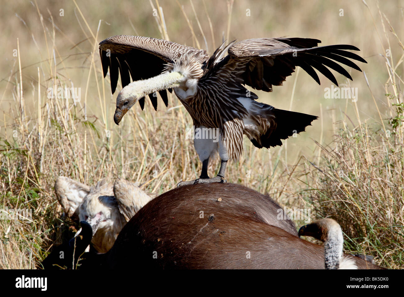 Immature African white-backed vulture atop a Cape buffalo carcass ...