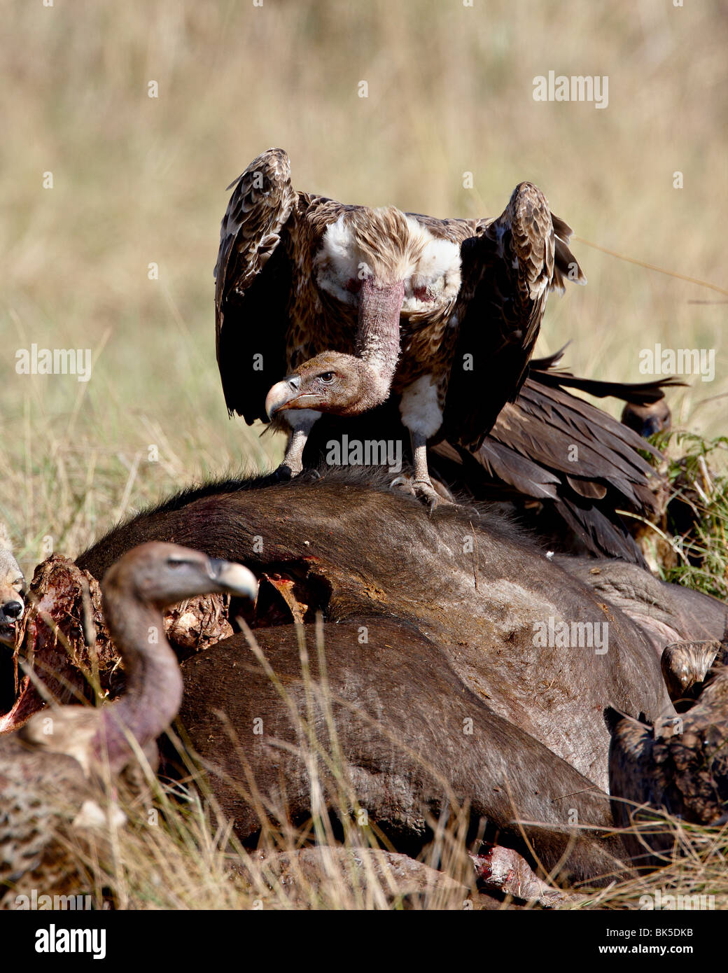 Ruppell's griffon vulture atop a Cape buffalo carcass, Masai Mara ...
