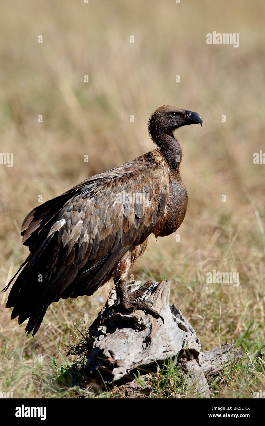 African white-backed vulture (Gyps africanus) with a full crop, Masai ...