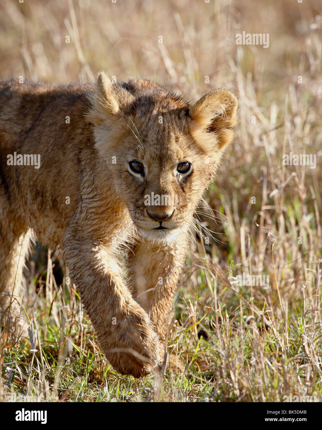 Lion (Panthera leo) cub, Masai Mara National Reserve, Kenya, East ...