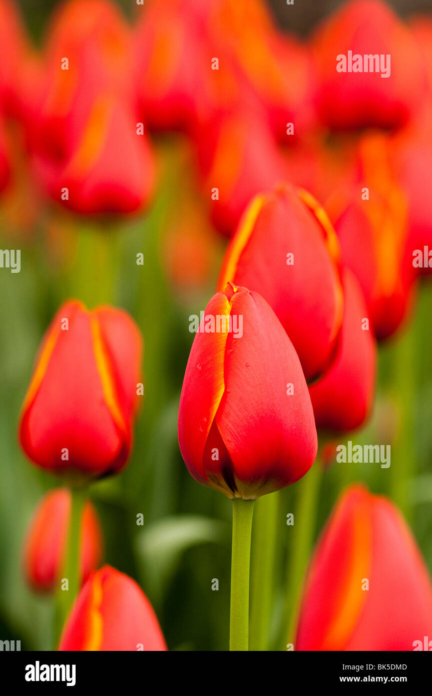 Tulip 'World's Favourite' in bloom at The Eden Project Stock Photo - Alamy