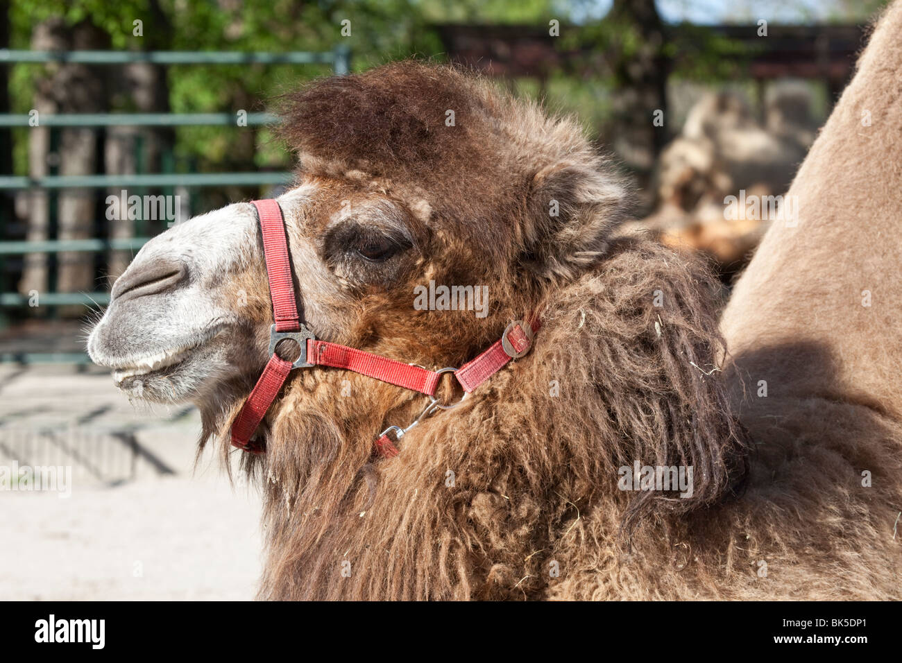 Camel zoo hi-res stock photography and images - Alamy