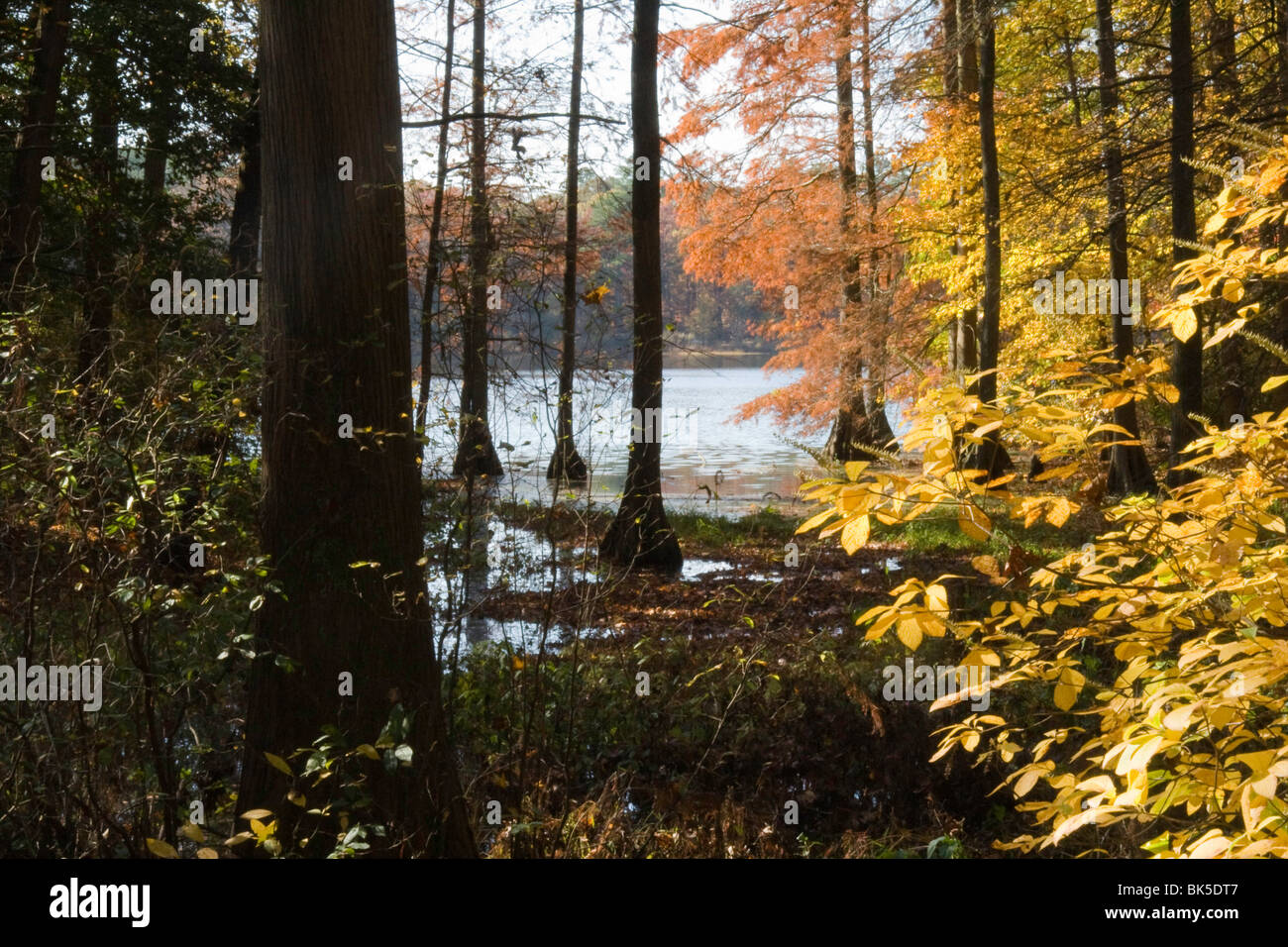Fall at Trap Pond State Park, Laurel, Delaware Stock Photo - Alamy
