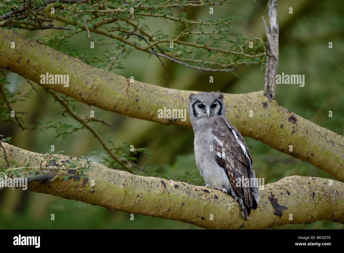 Verreaux's eagle owl (giant eagle owl) (Bubo lacteus), Lake Nakuru ...