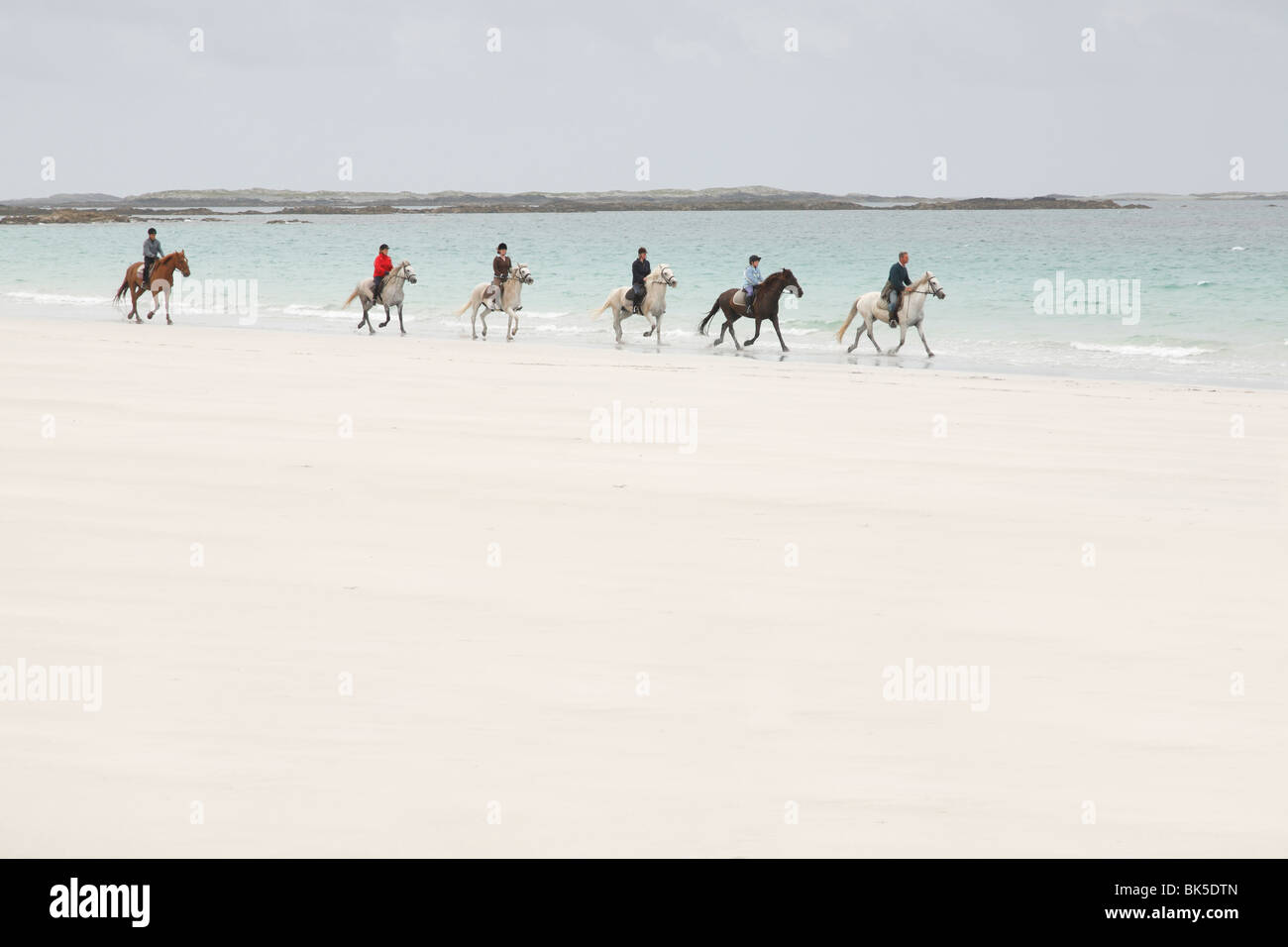 Connemara Ponies High Resolution Stock Photography and Images - Alamy