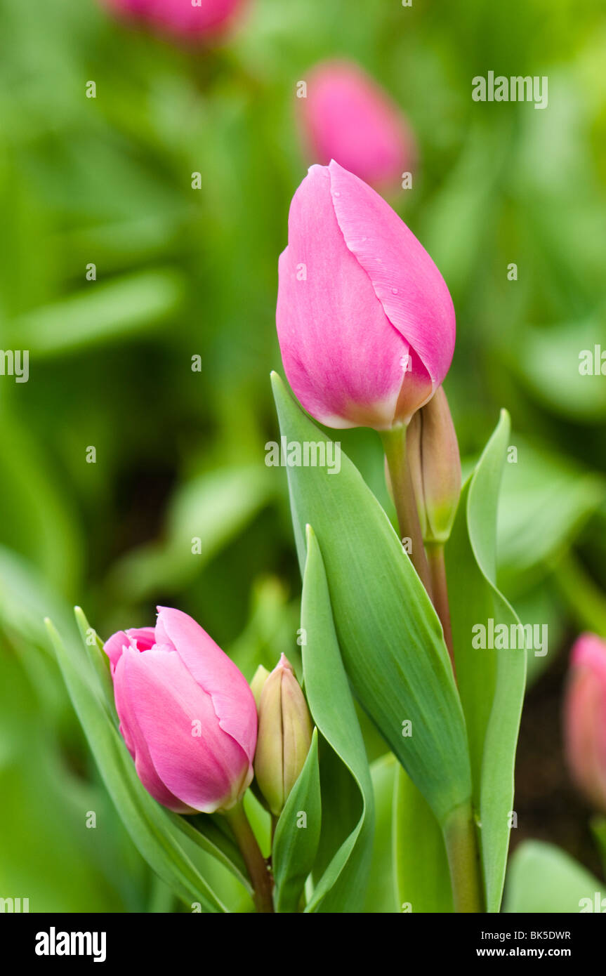 Tulip 'Happy Family' in bloom at The Eden Project Stock Photo - Alamy