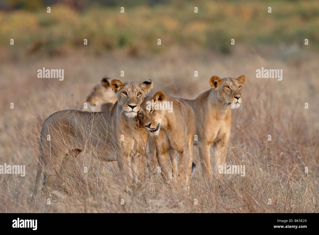 Four lioness (Panthera leo), Samburu National Reserve, Kenya, East ...
