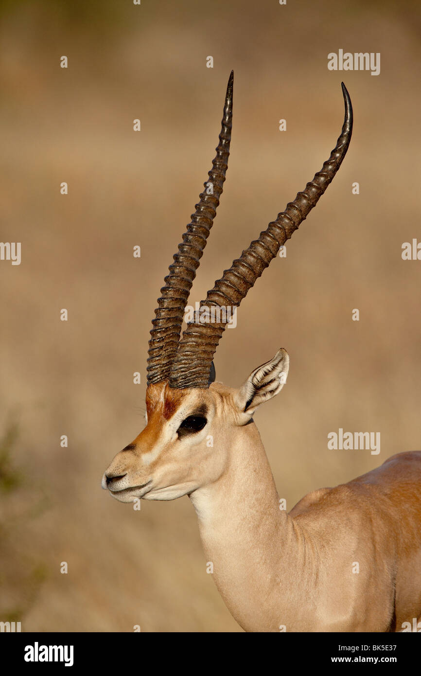 Male Grant's gazelle (Gazella granti), Samburu National Reserve, Kenya ...