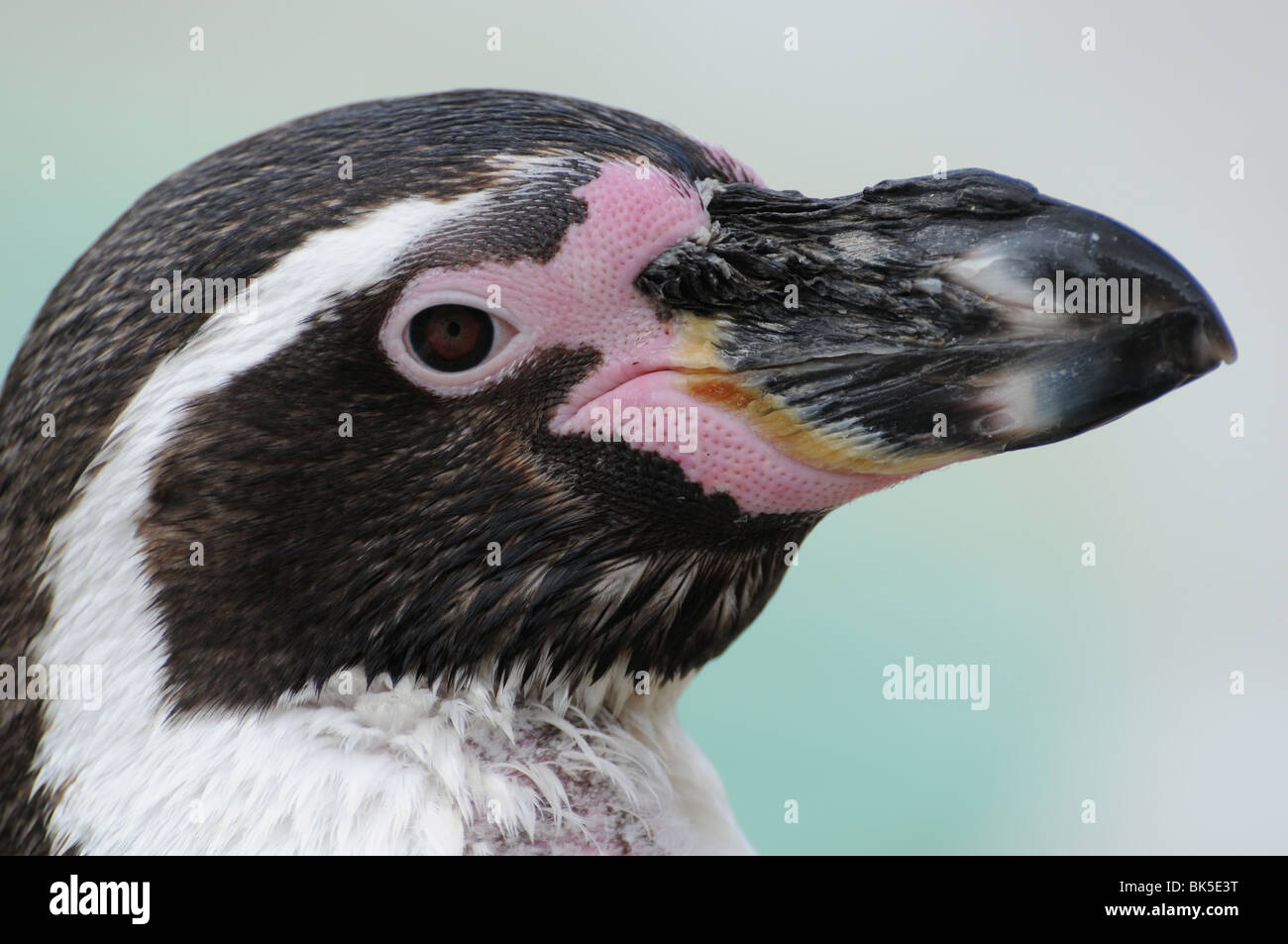 Penguin close up hi-res stock photography and images - Alamy