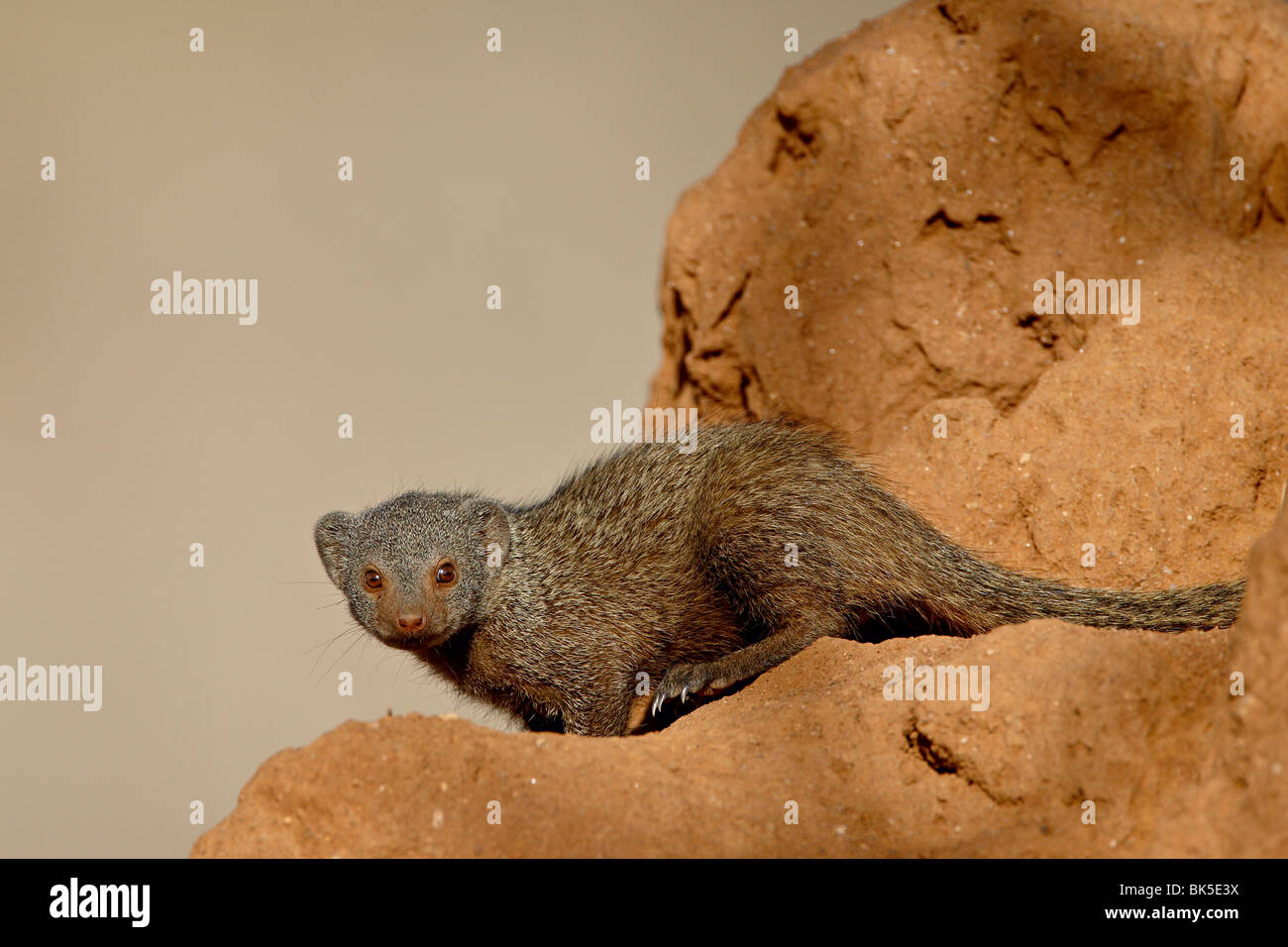 Dwarf mongoose (Helogale parvula), Samburu National Reserve, Kenya ...