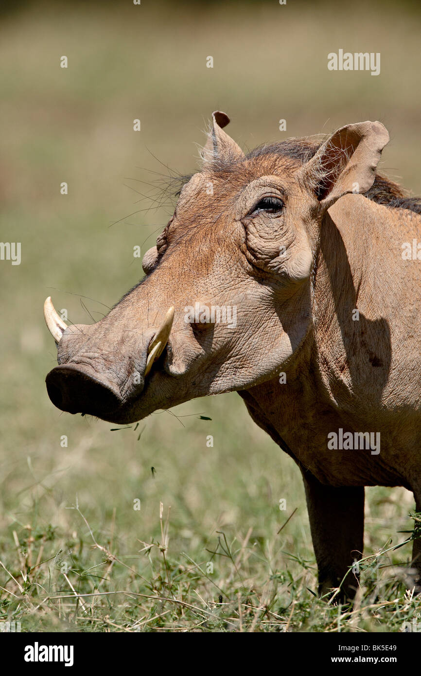 Phacochoerus aethiopicus hi-res stock photography and images - Alamy