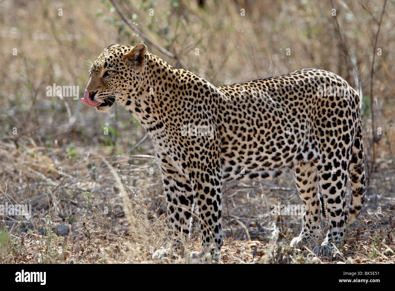 Leopard (Panthera pardus), Samburu National Reserve, Kenya, East Africa ...