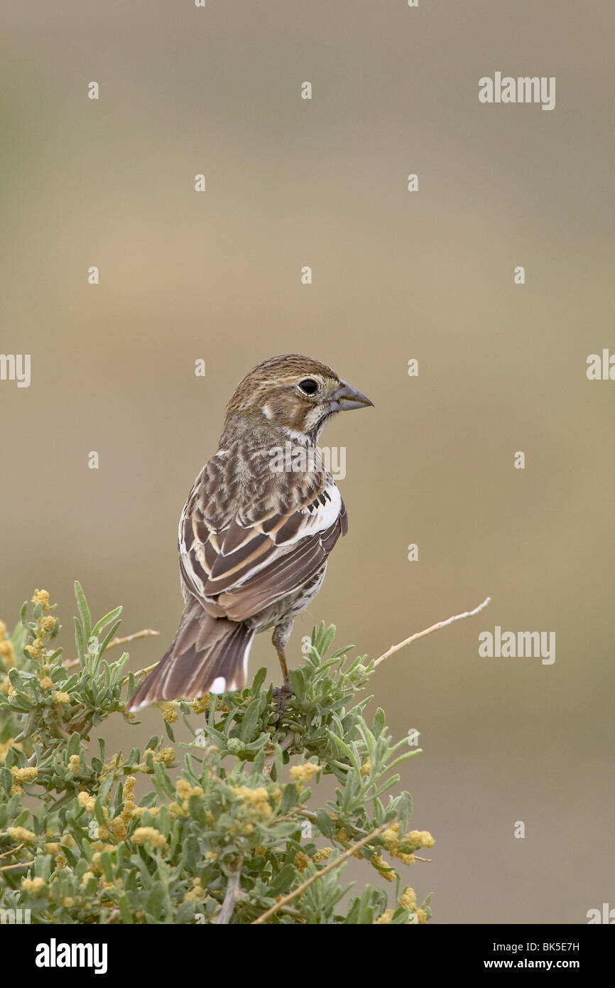 Female lark bunting (Calamospiza melanocorys), Pawnee National ...