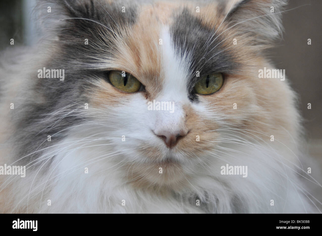 Close-up of a cat Stock Photo - Alamy