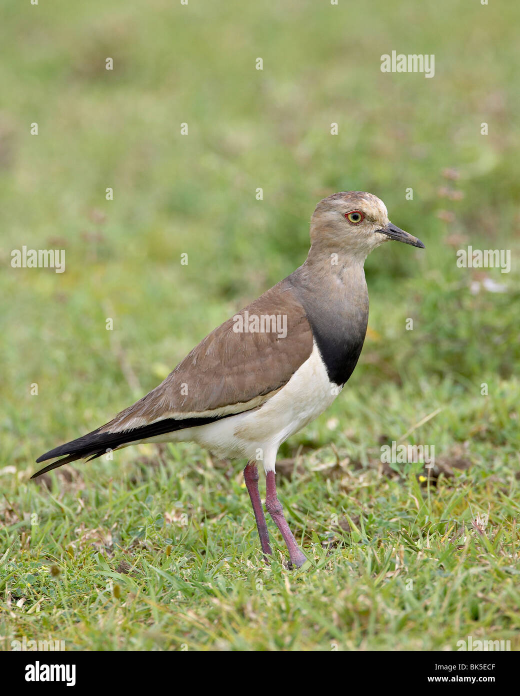 Black winged lapwing hi-res stock photography and images - Alamy