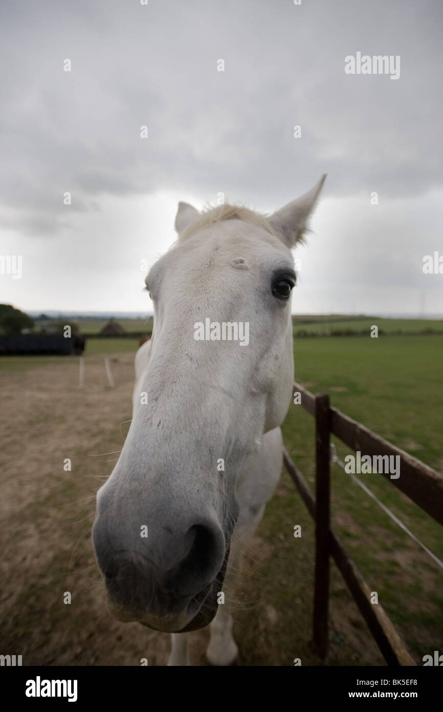 Irish draught horse hi-res stock photography and images - Alamy