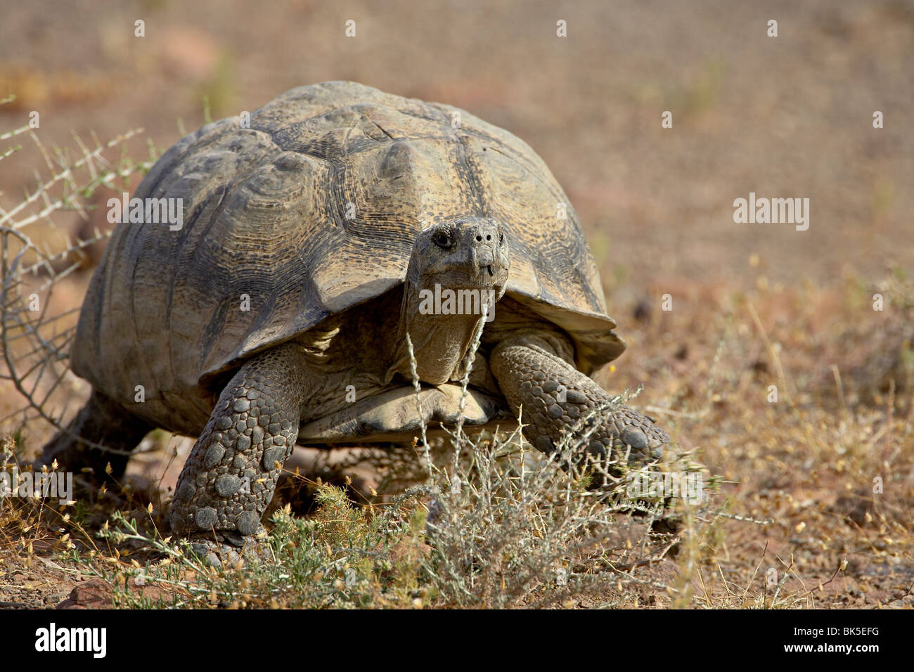 Leopard tortoise (Geochelone pardalis), Karoo National Park, South ...