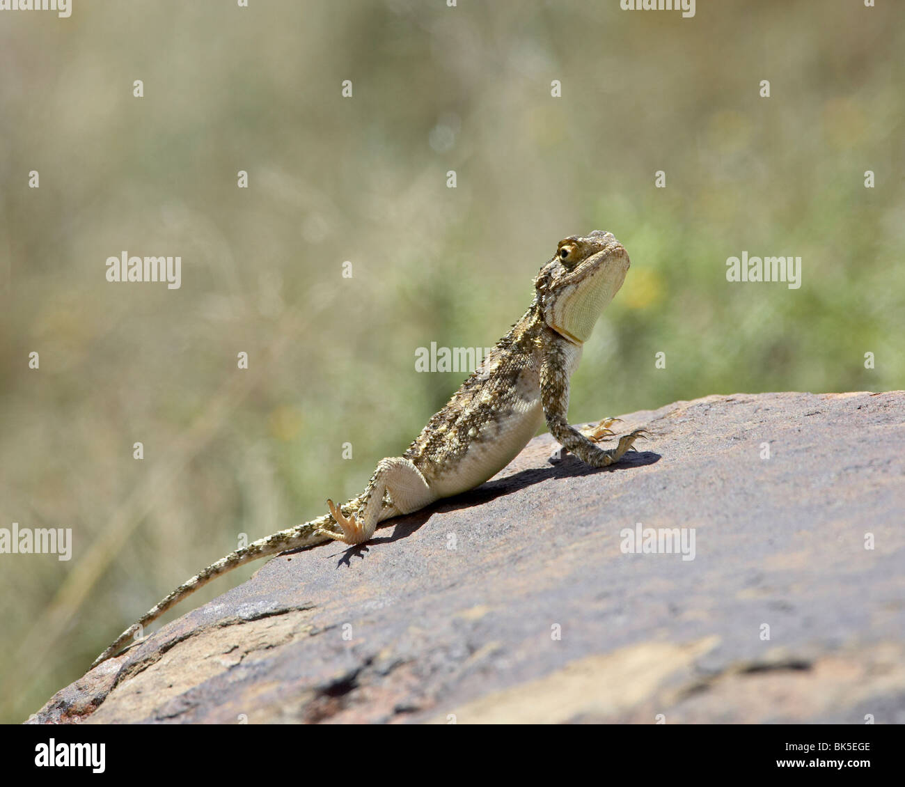 Southern spiny agama (Agama hispida), Mountain Zebra National Park ...