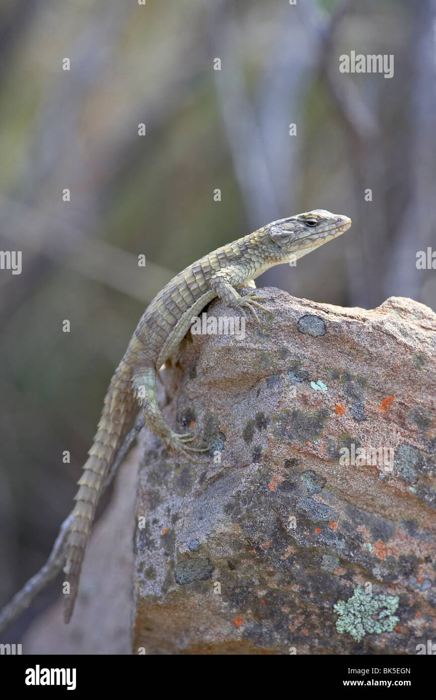 Karoo girdled lizard (Cordylus polyzonus), Mountain Zebra National Park ...