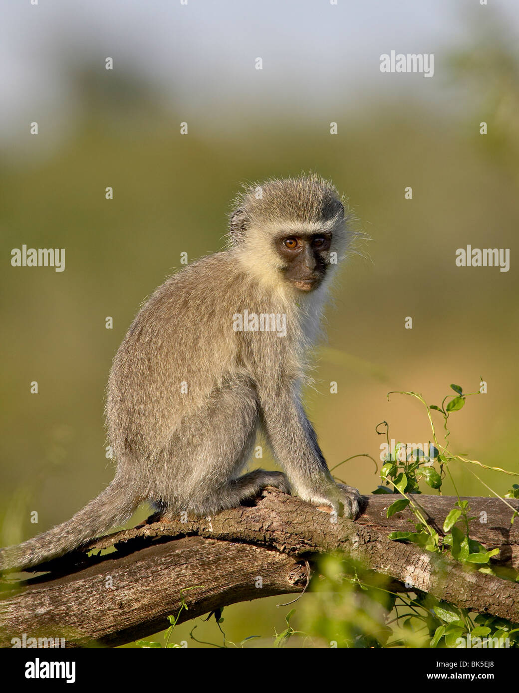 Monkey elephant hi-res stock photography and images - Alamy