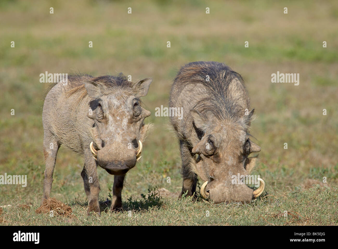 Two warthog (Phacochoerus aethiopicus), Addo Elephant National Park ...
