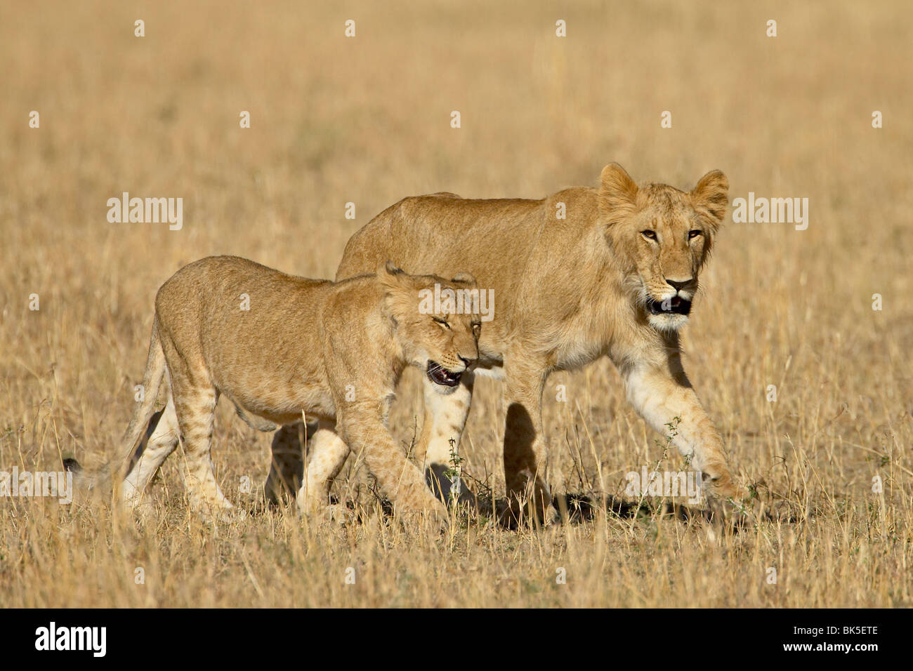Lion remote camera hi-res stock photography and images - Alamy