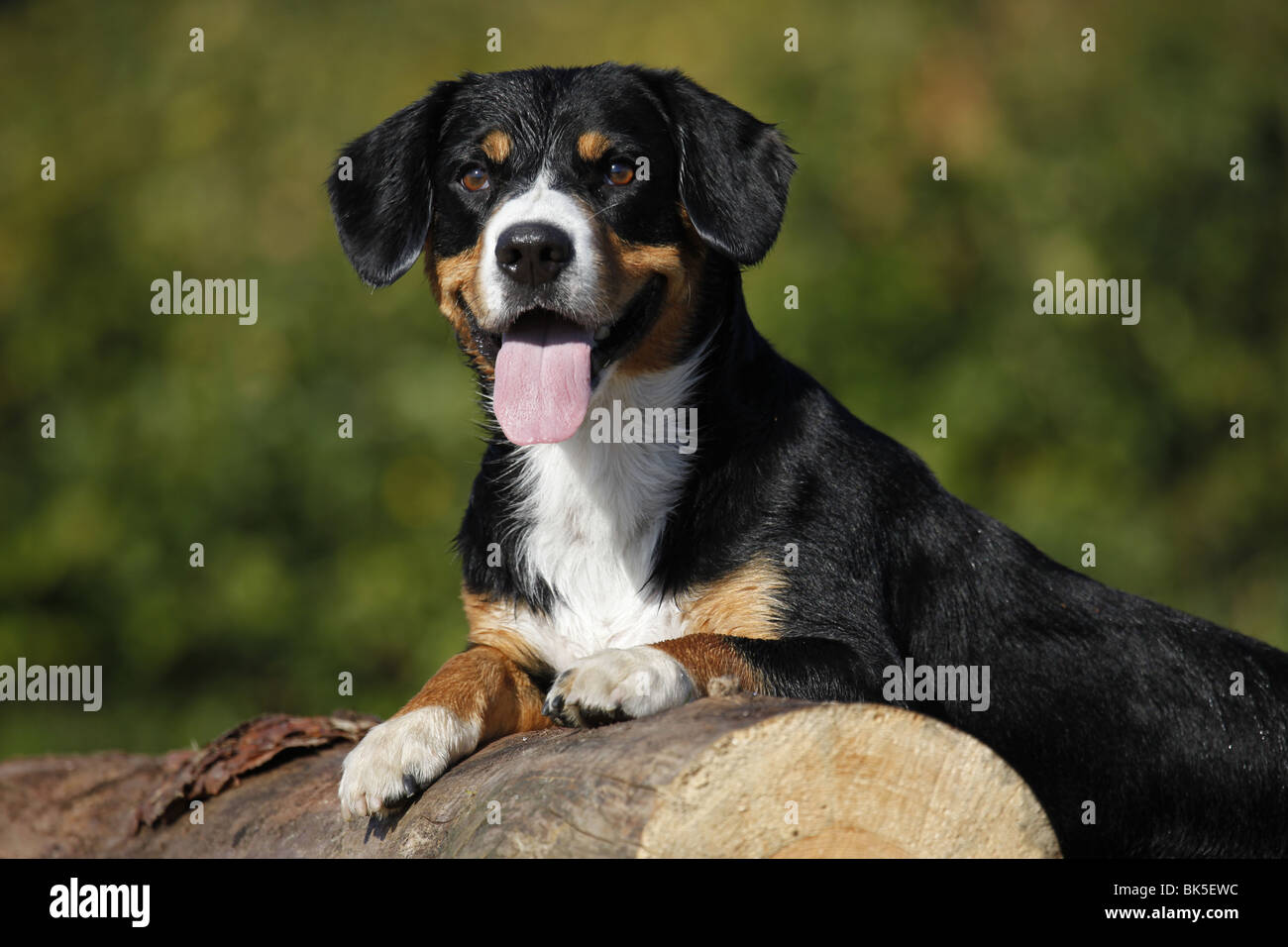 liegender Entlebucher Sennenhund / lying Entlebucher Mountain Dog Stock ...