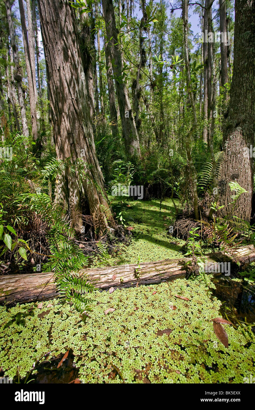 Swamp with trees and water hi-res stock photography and images - Alamy