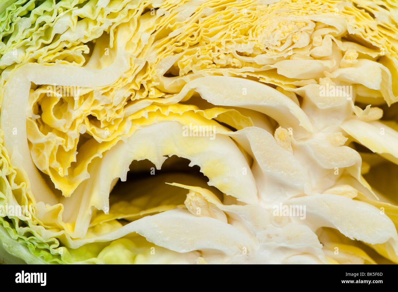 Close up of the inside of a halved Savoy Cabbage Stock Photo - Alamy