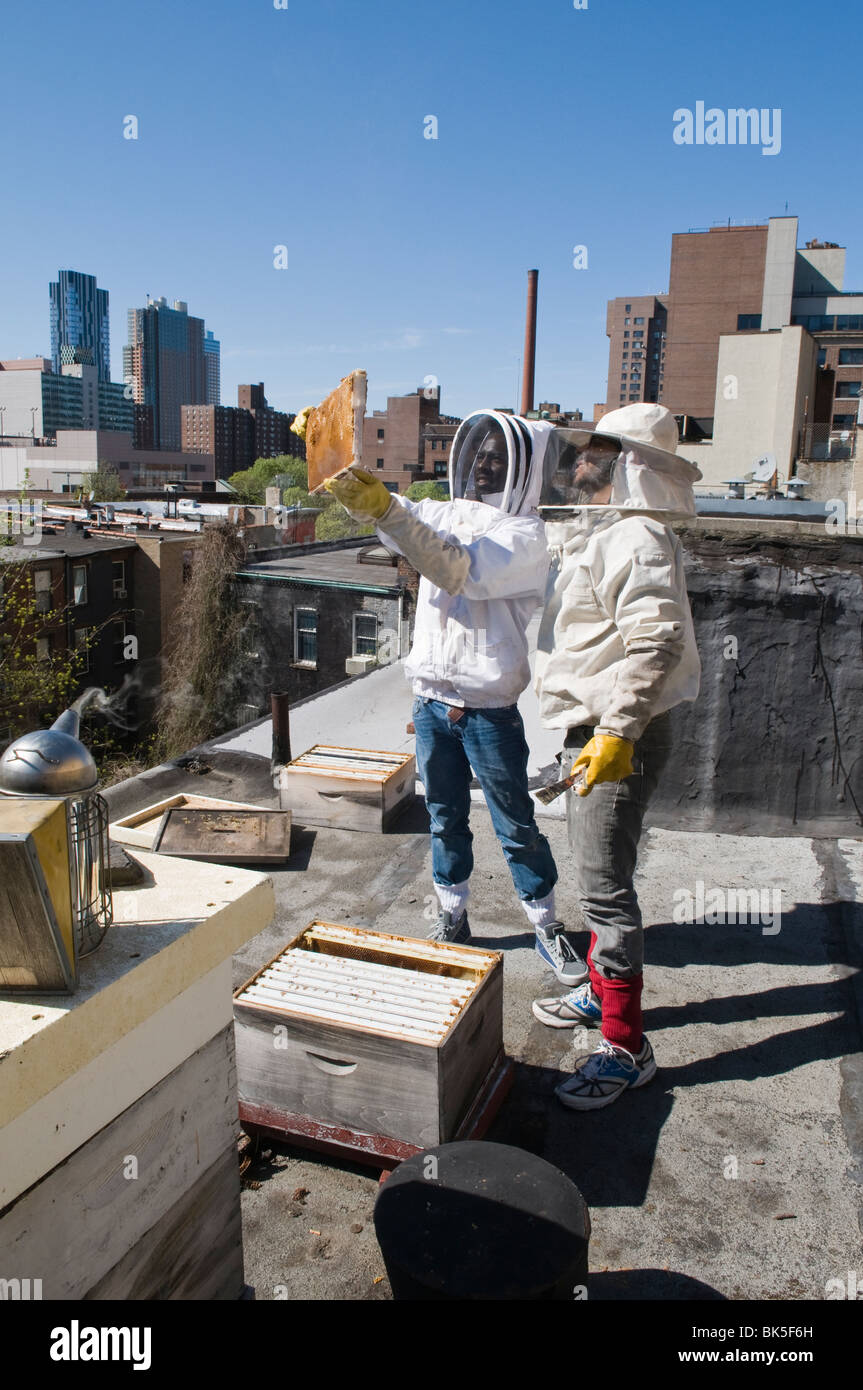 Urban Beekeepers inspecting their bees, on a rooftop in Brooklyn, New ...