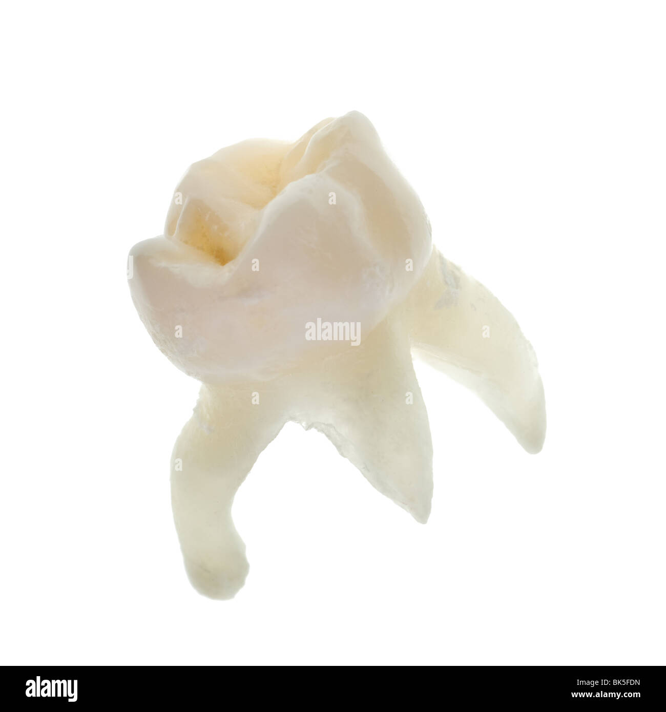 Roots of teeth hi-res stock photography and images - Alamy