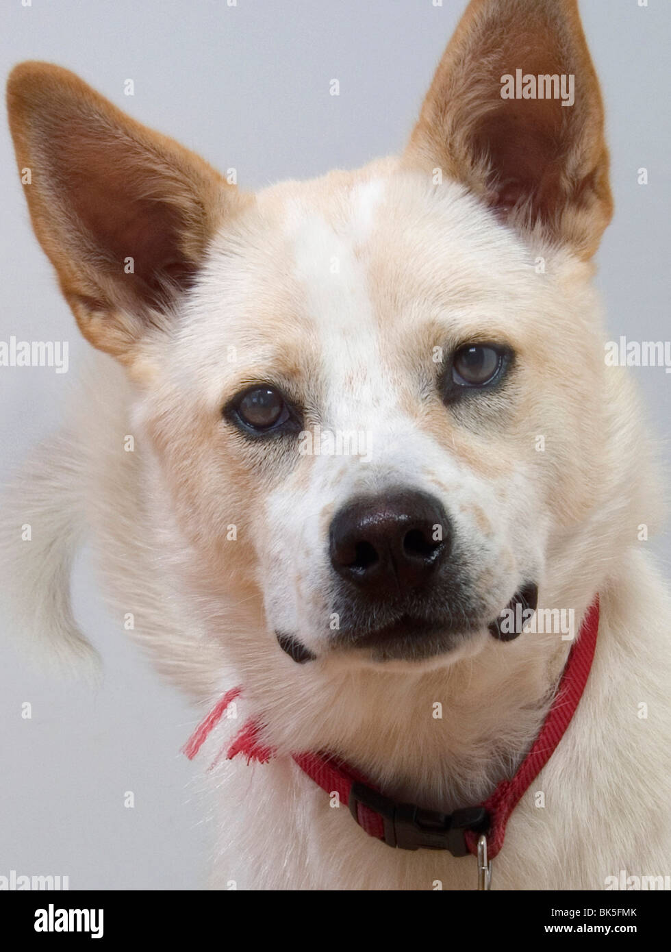 Pembroke welsh corgi head shot hi-res stock photography and images - Alamy