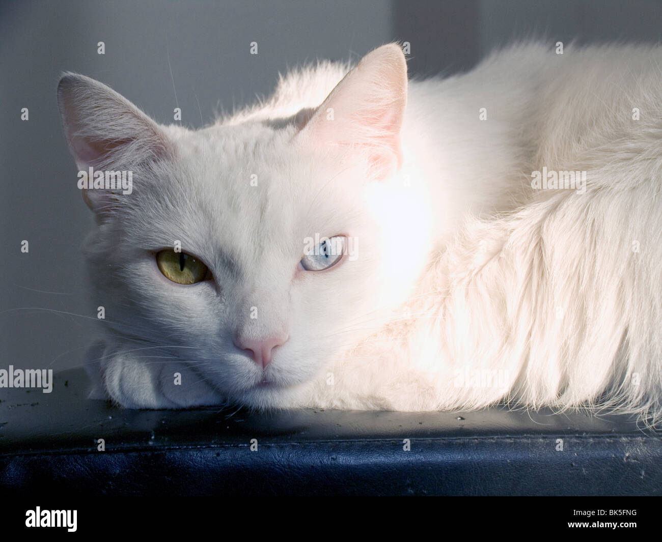 Close-up of a cat on a desk Stock Photo - Alamy