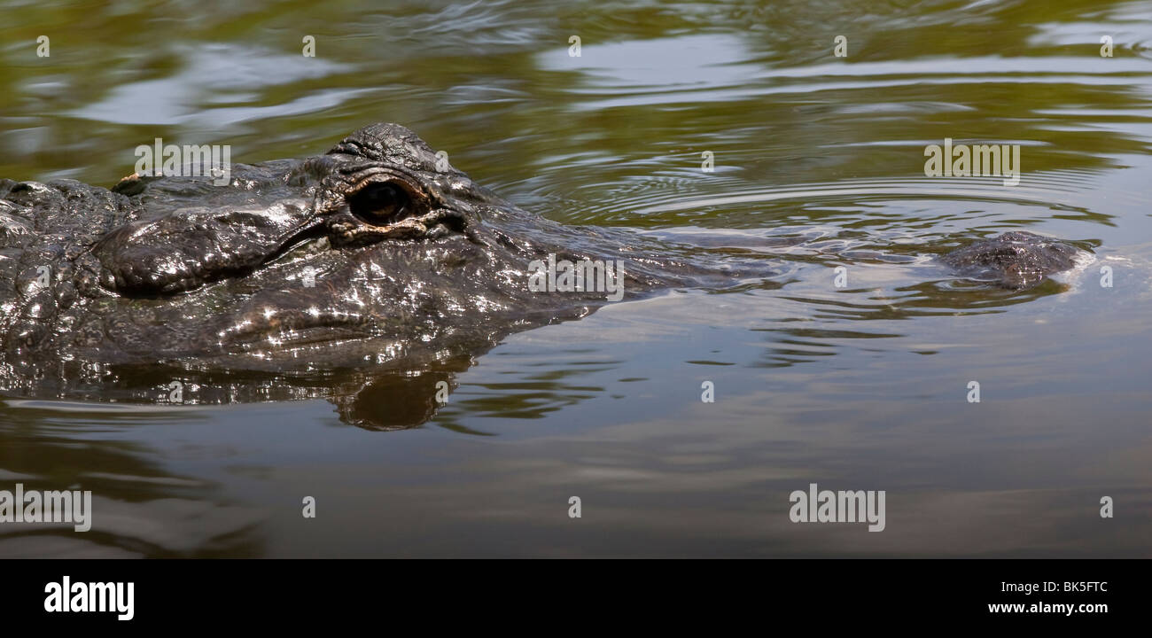 profile of alligator head florida usa Stock Photo - Alamy