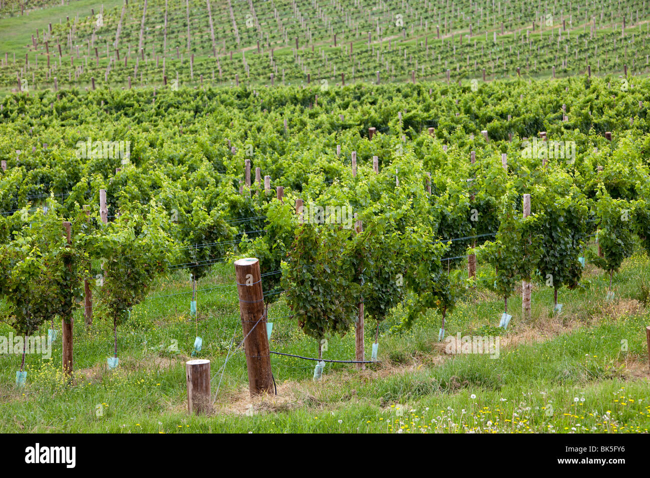 New vinyard hi-res stock photography and images - Alamy