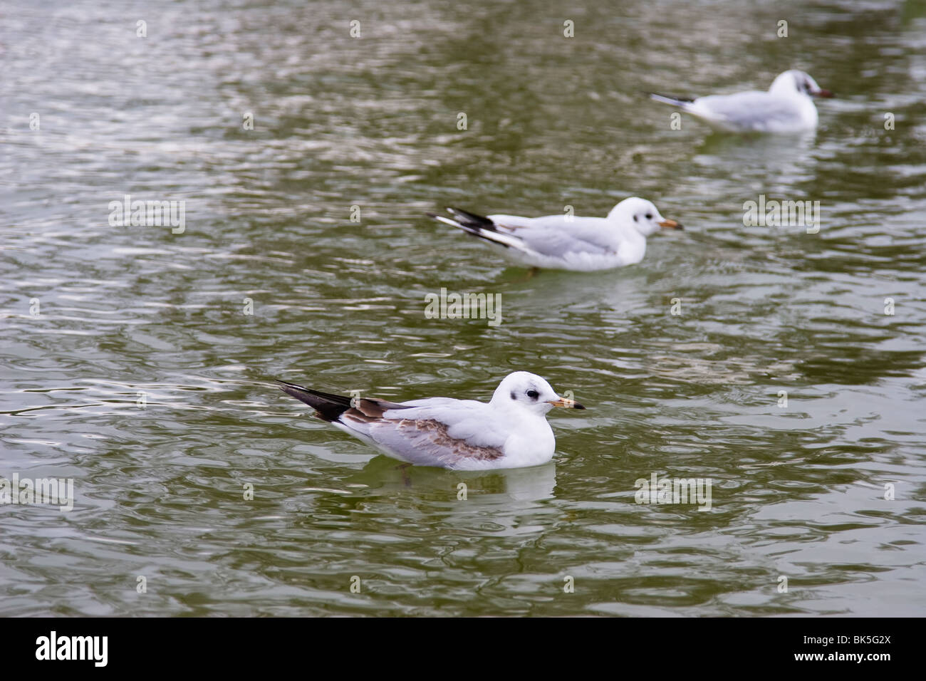 Gull in a pond hi-res stock photography and images - Alamy
