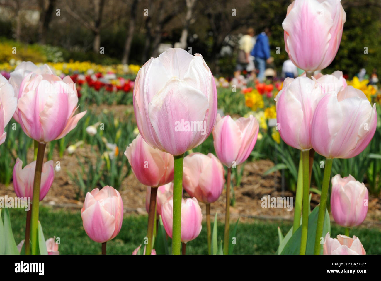 Flower bed of pink tulips in the Dallas Arboretum Park, Texas Stock ...